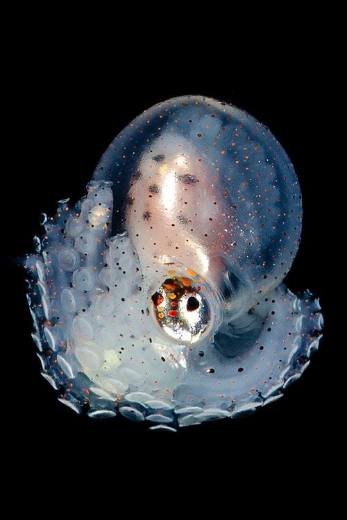 1839 Awards | Fabi Fregonesi | Honorable Mention (Animals)