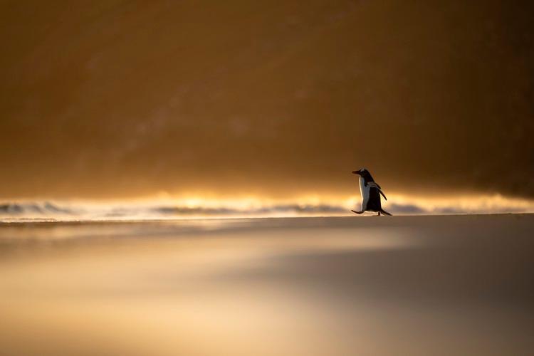 1839 Awards | Phillip Hall | Nominee (Wildlife)
