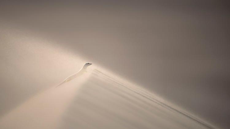 1839 Awards | Phillip Hall | Nominee (Wildlife)