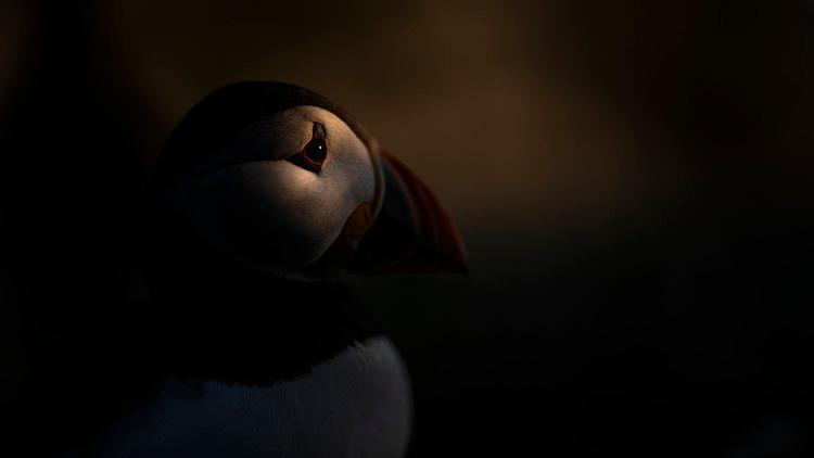 1839 Awards | Phillip Hall | Nominee (Wildlife)
