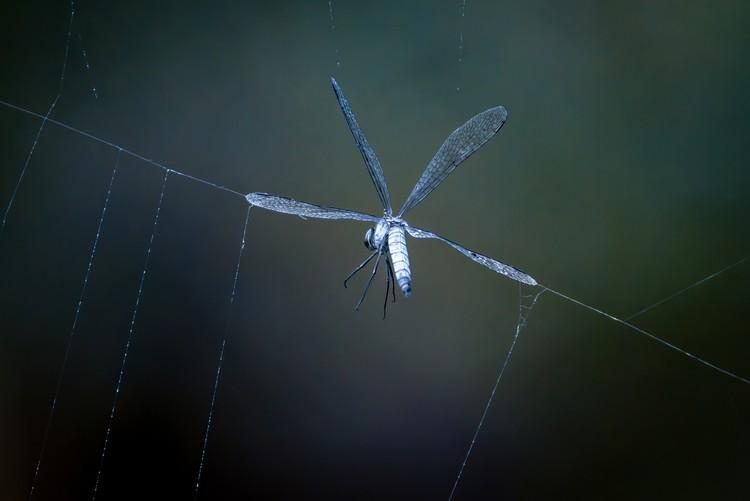 1839 Awards | Robyn Finlayson | Honorable Mention (Nature)