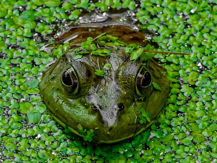 1839 Awards | Jennifer Newitt | Nominee (Nature)