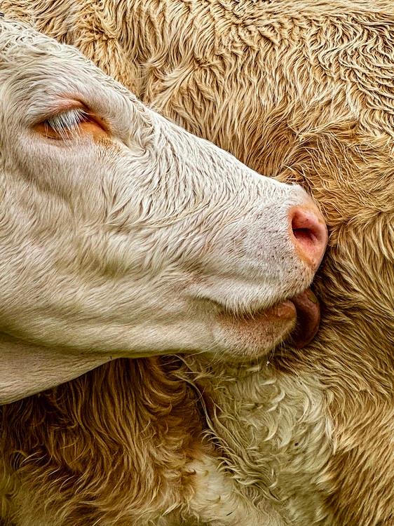 1839 Awards | Jennifer Newitt | Discovery of the Year (Domestic Animals)