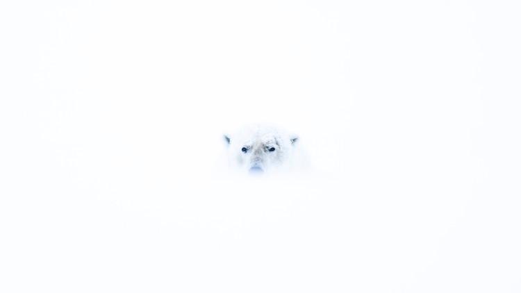 1839 Awards | Phillip Hall | Nominee (Wildlife)