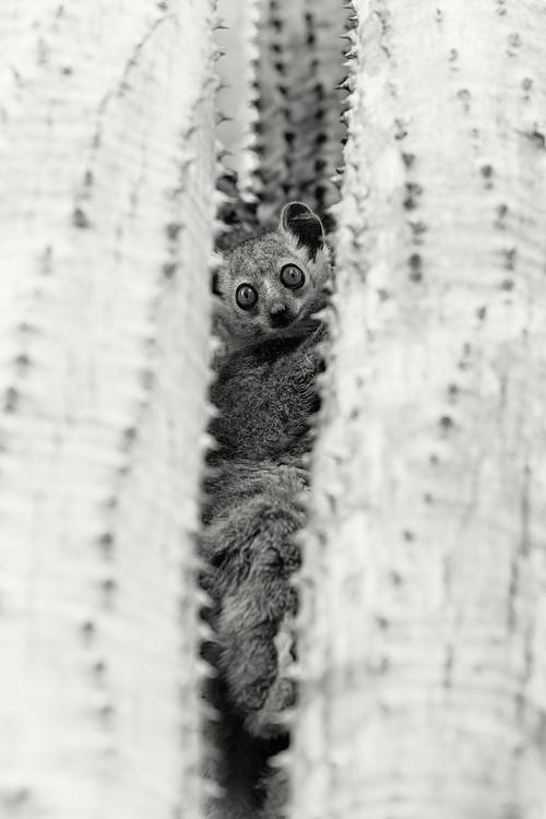 1839 Awards | Andy Lerner | Nominee (Wildlife)